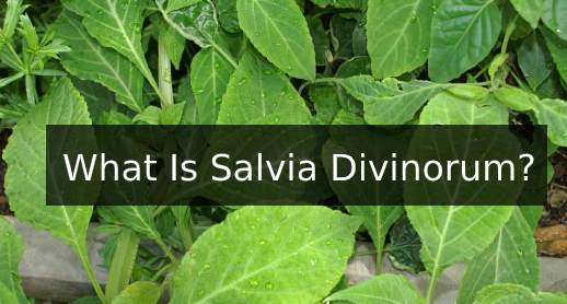 What Is Salvia Divinorum? - Salvia Hut™