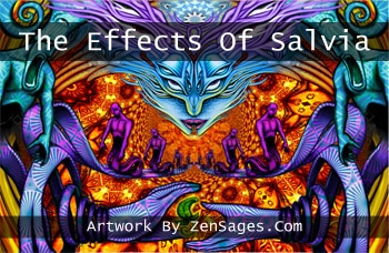 The Effects Of Salvia – The Complete Guide - Salvia Hut™
