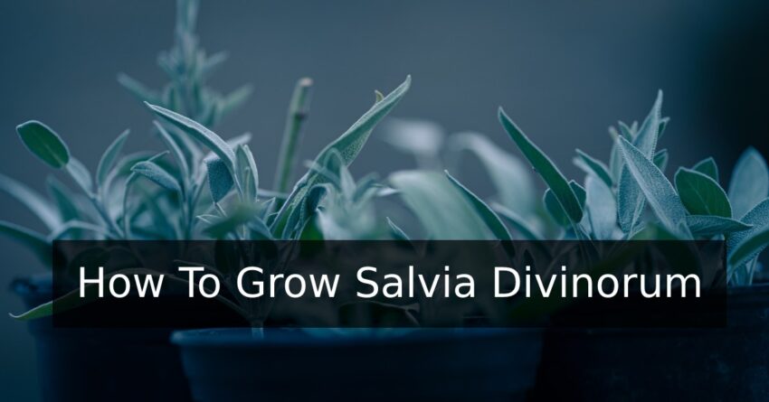 How To Grow Salvia Divinorum