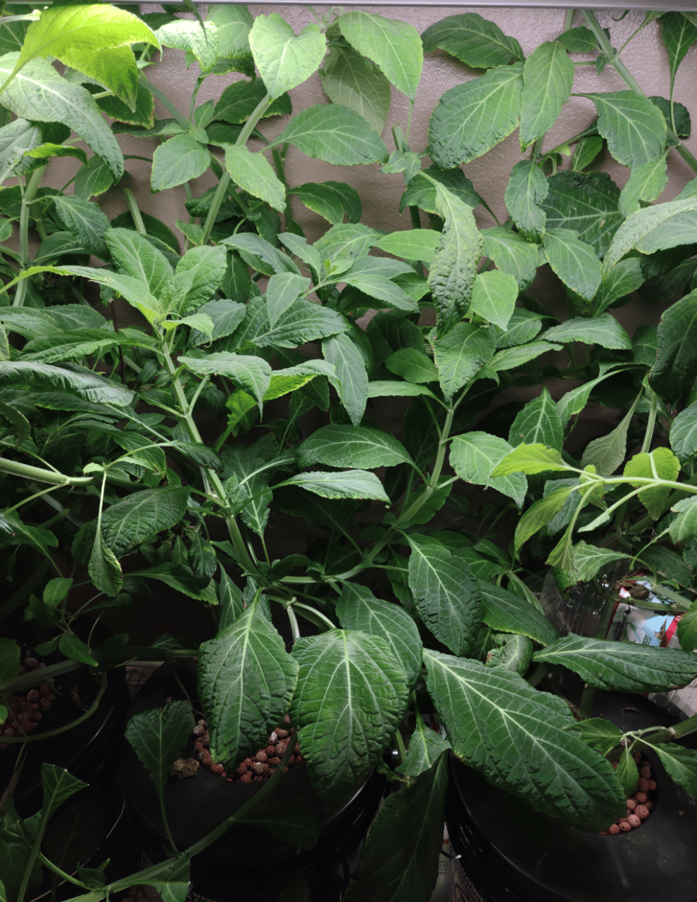 How To Grow Salvia Divinorum
