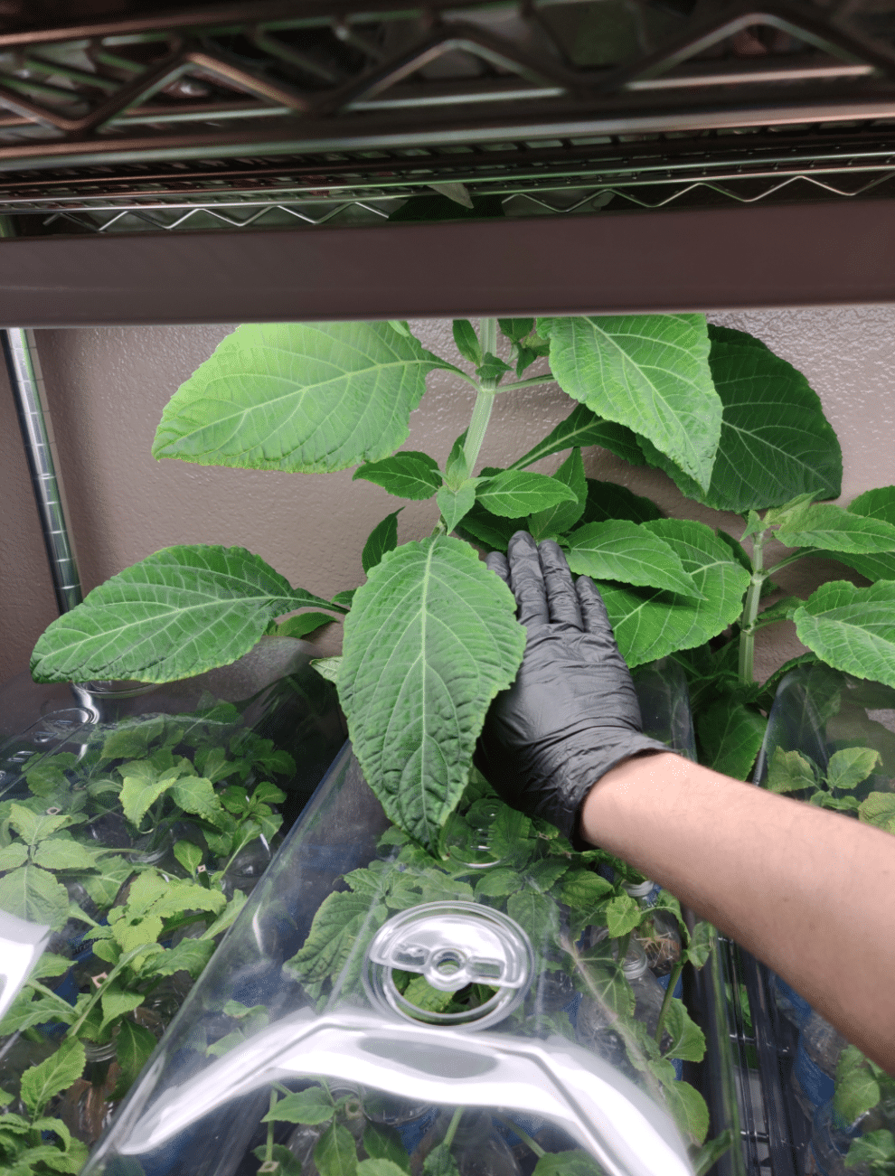 How To Grow Salvia Divinorum