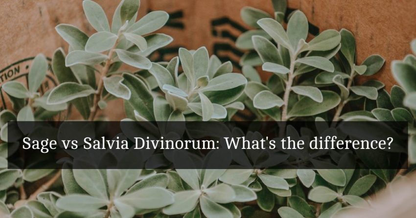 Sage vs Salvia Divinorum: What's the difference?